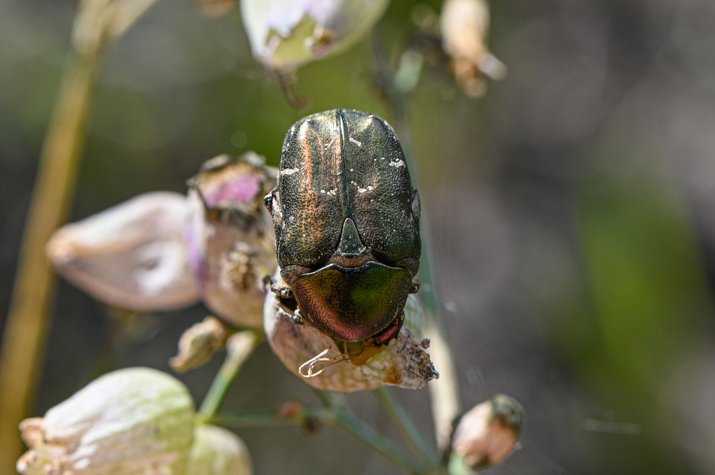 Copper Chafer from Keski-Karjala, Suomi on July 10, 2023 at 03:49 PM by ...