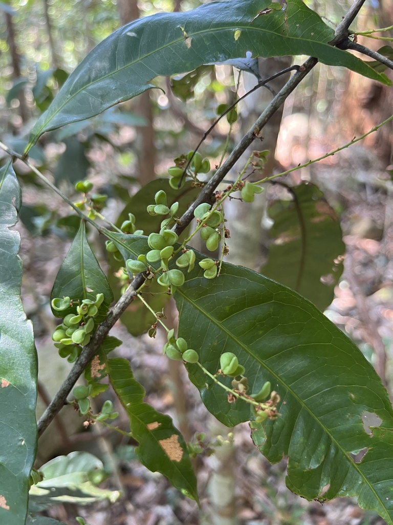 Guioa acutifolia from Hinchinbrook Island National Park, Hinchinbrook ...