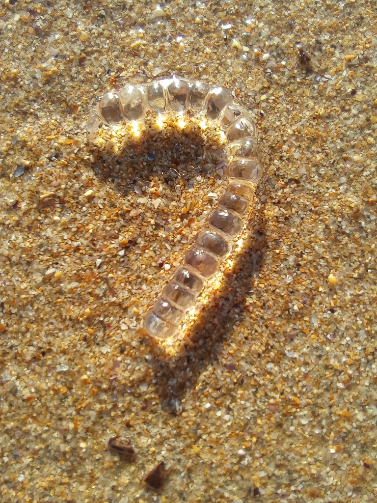 Animals from Torquay VIC 3228, Australia on November 1, 2023 at 06:14 ...