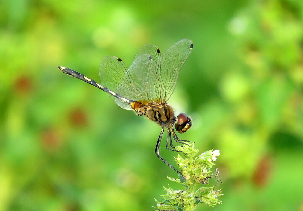 Dancing Dropwing from Mavathuru Lake, Karnataka 572129 on November 1 ...