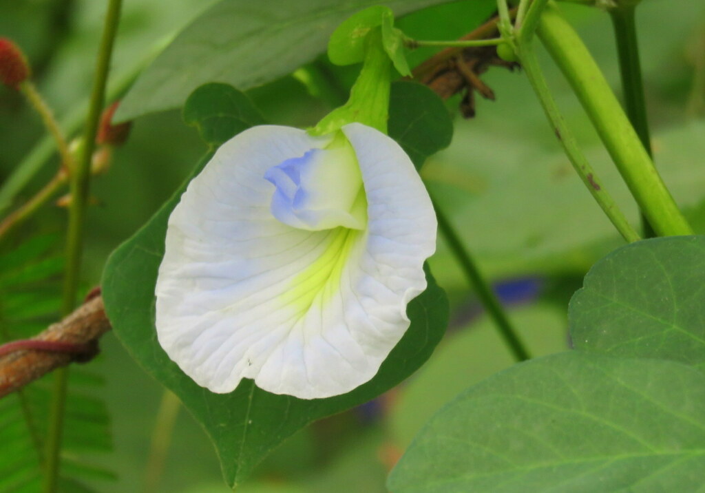 Clitoria from Mavathuru Lake, Karnataka 572129 on November 1, 2023 at ...