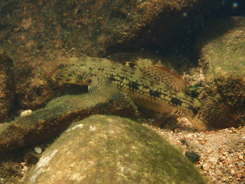 (Glossogobius illimis) - Marine Life Identification