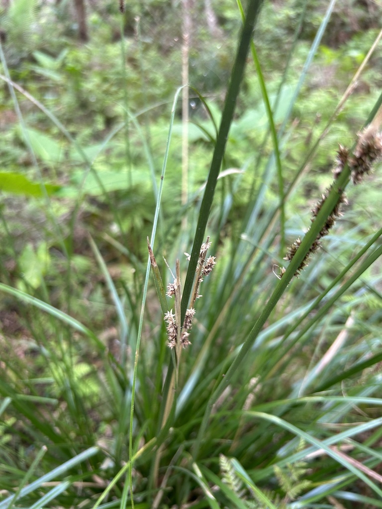 Knob Sedge from Boronia St, Port Macquarie, NSW, AU on November 1, 2023 ...