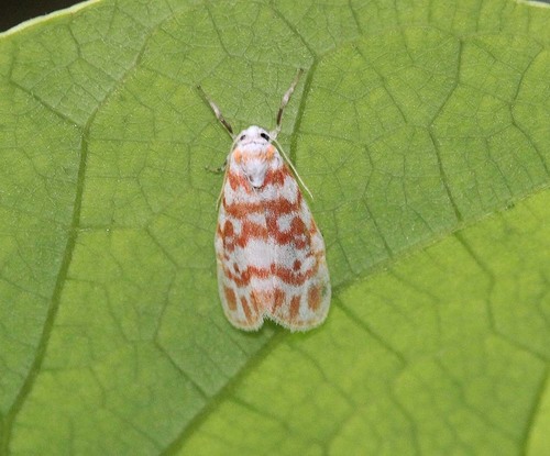 Subspecies Nephelomilta hortensis hortensis · iNaturalist