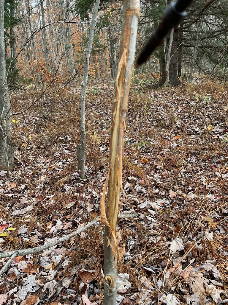 White-tailed Deer from Addison County, VT, USA on October 28, 2023 at ...