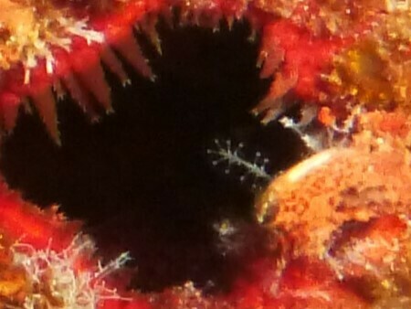 Hydrozoans from Santa Cruz, EC-GA, EC on July 31, 2023 at 10:05 AM by ...