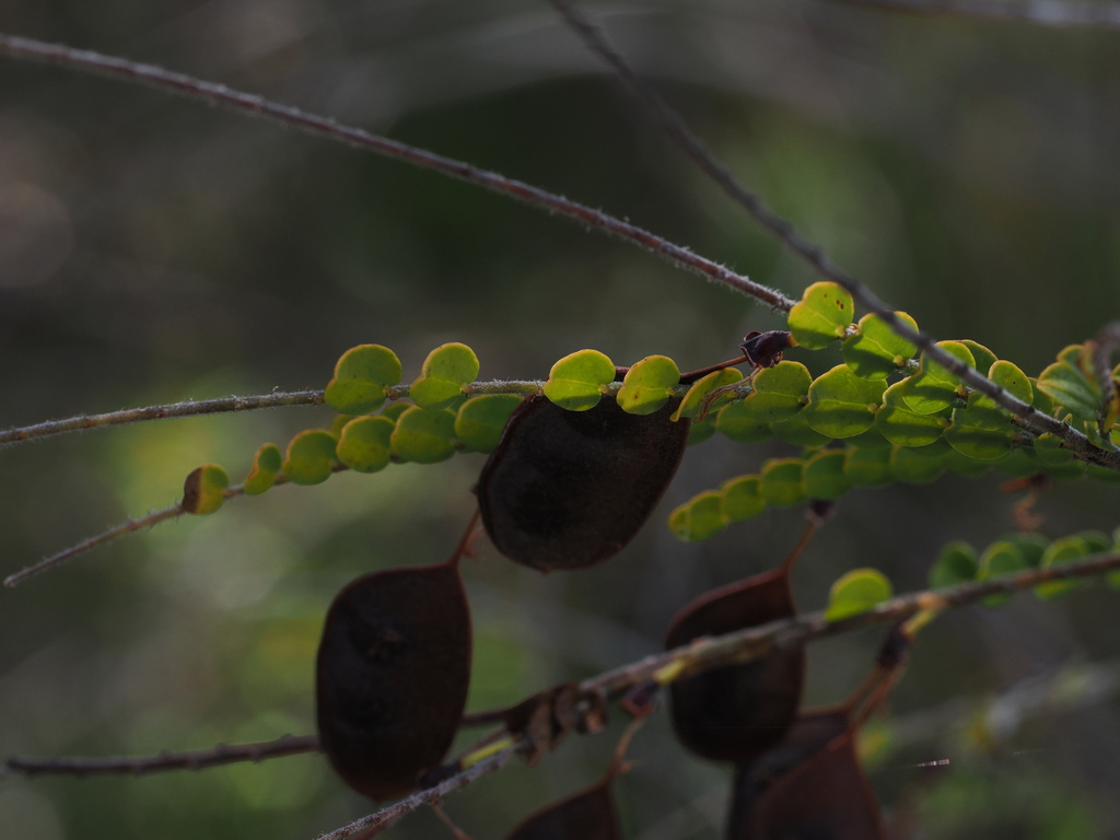 Bossiaea from Lake Benaroon, K'gari QLD 4581, Australia on October 22, 2023 at 09:01 AM by ...