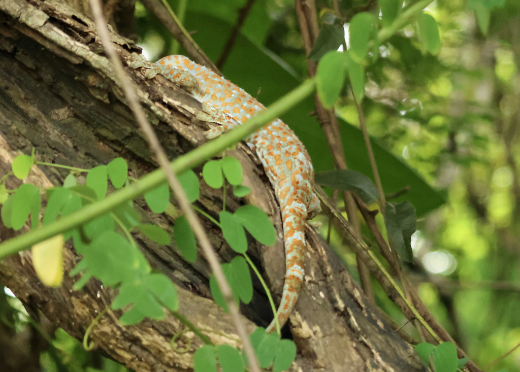 Tokay Gecko from Bang Phra, Si Racha District, Chon Buri, Thailand on ...