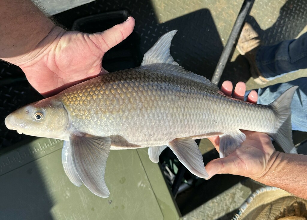 Southeastern Blue Sucker from Alabama River, US Hwy 84, Monroe County ...