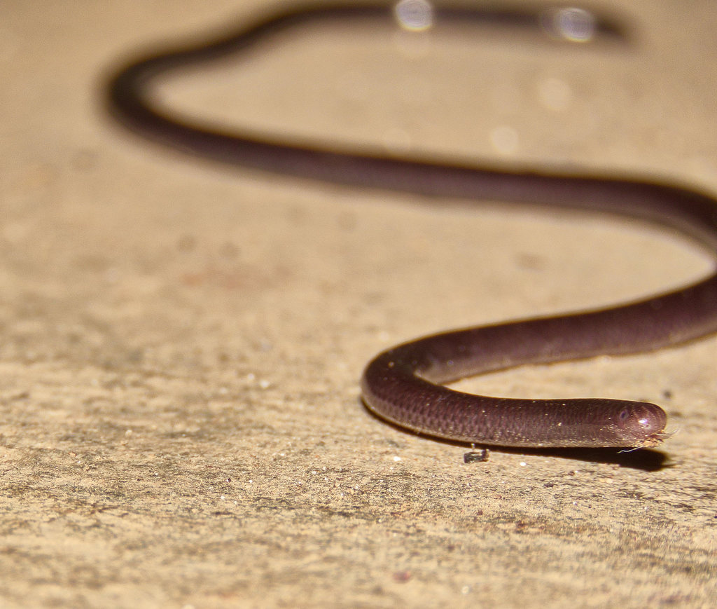 Honduras Worm Snake in February 2019 by Denilson Eliu Ordoñez Moreno ...