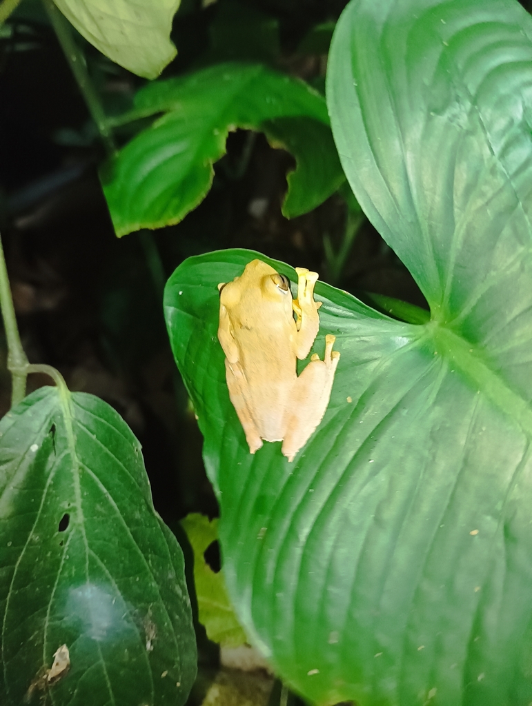 Java Flying Frog in October 2023 by Bagus Kelana Pangestu. Di atas daun ...