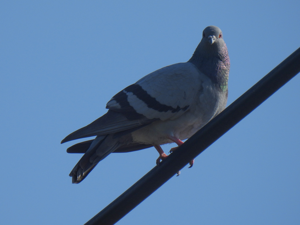 Feral Pigeon from Mihoricho, Akishima, Tokyo 196-0001, Japan on ...