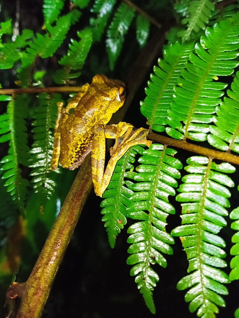 Java Flying Frog in October 2023 by Bagus Kelana Pangestu. Di atas ...