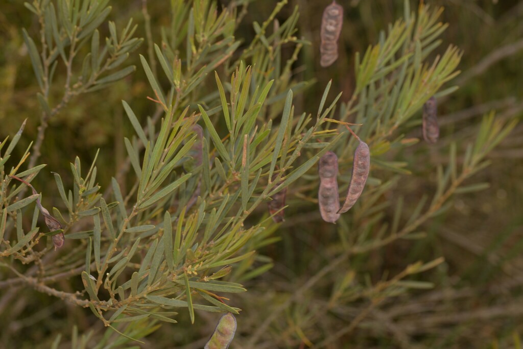 Acacia subcaerulea from Hopetoun WA 6348, Australia on October 18, 2023 ...
