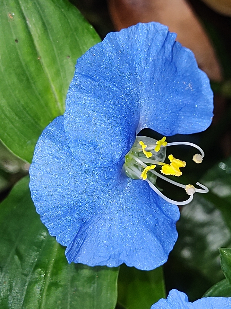 dayflowers from Distrito Federal, Brasília, BR on November 1, 2023 at ...