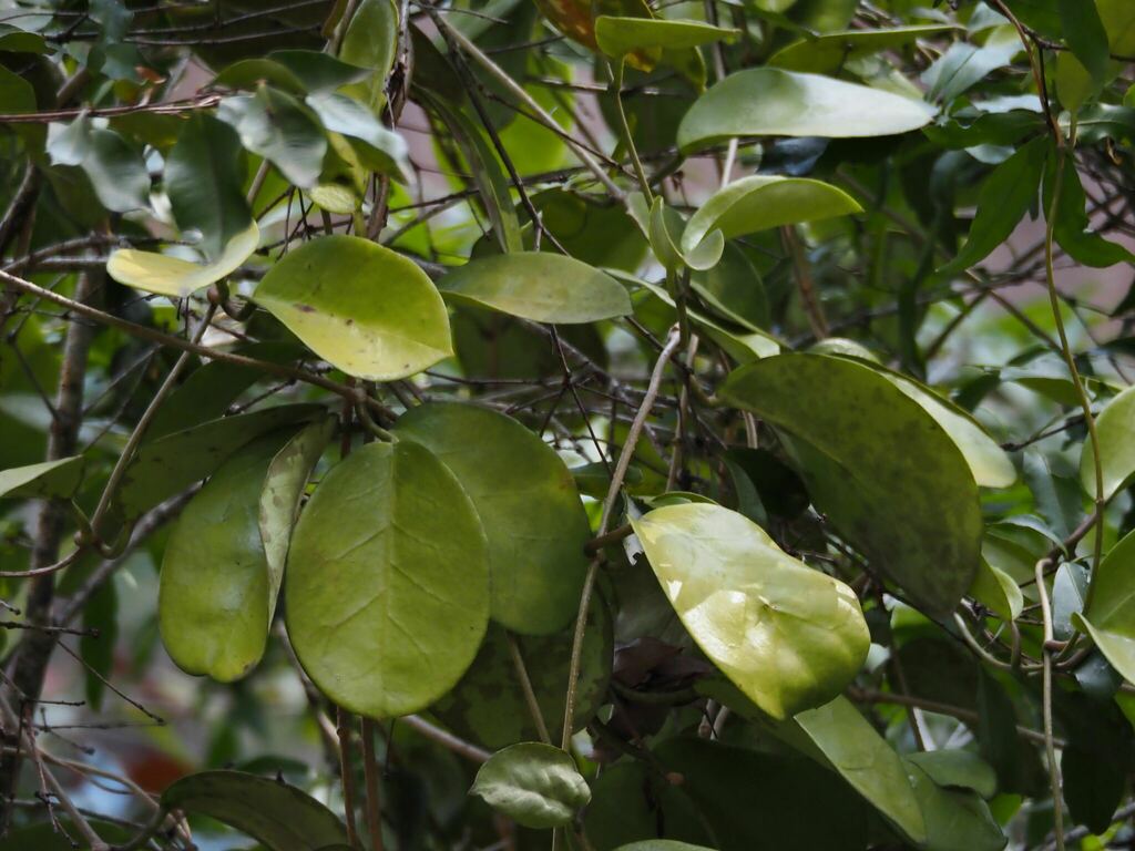 native hoya from Nerang National Park QLD 4211, Australia on October 29 ...