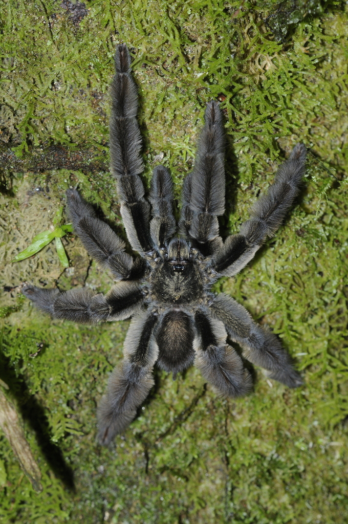 Psalmopoeus from Tandayapa on December 6, 2017 at 08:53 PM by Roger ...