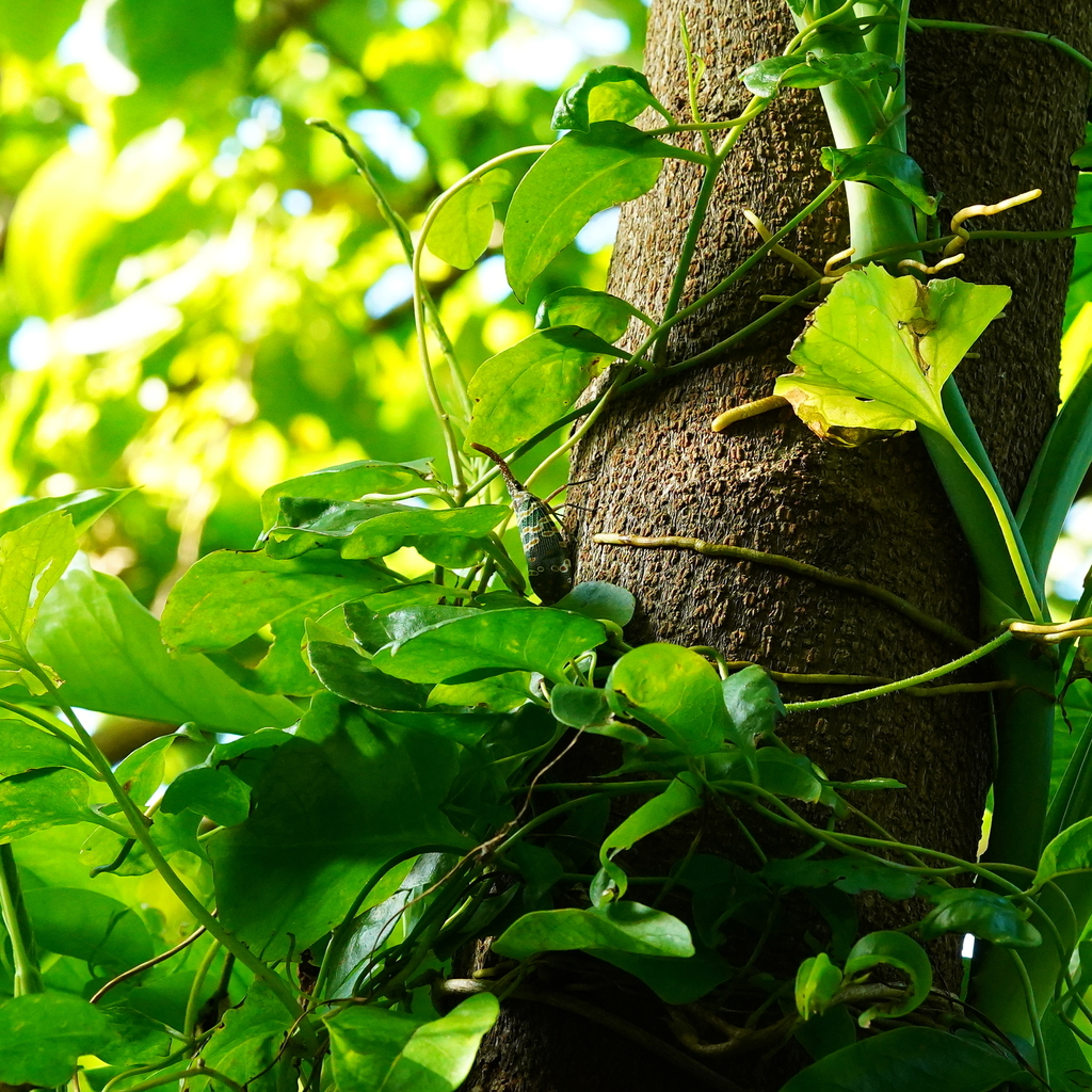 Litchi Lantern Bug from 104台灣台北市中山區大直 on August 15, 2023 at 07:18 AM by ...