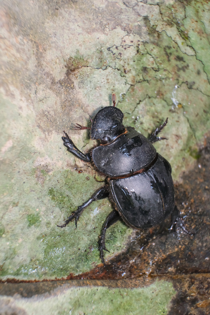 Molossus Dung Beetle from Tuen Mun-PAHE on November 1, 2023 at 11:14 AM ...