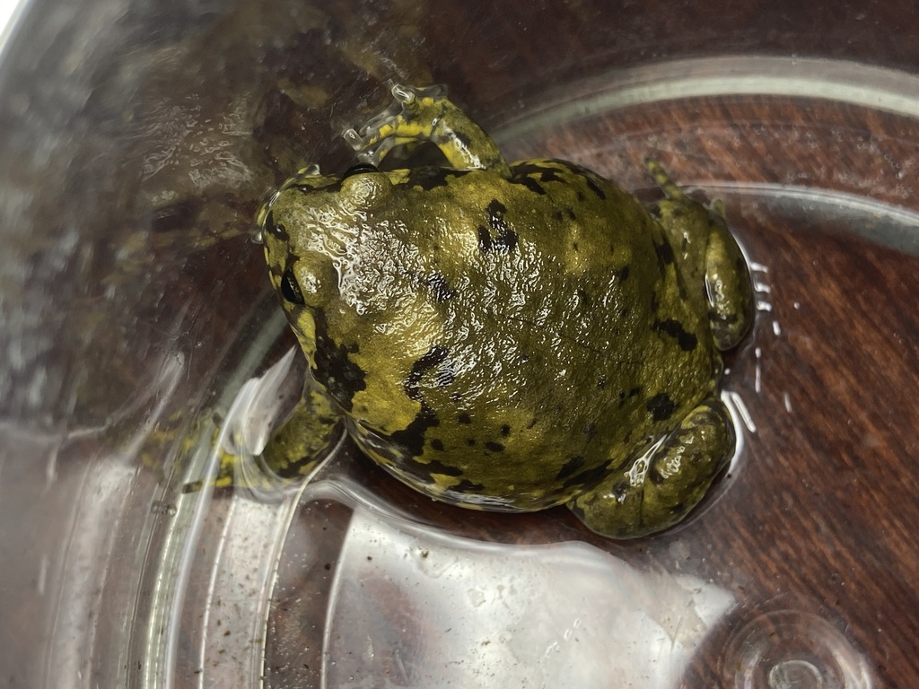 Boreal Digging Frog in May 2023 by 天才贝斯手广町七深 · iNaturalist