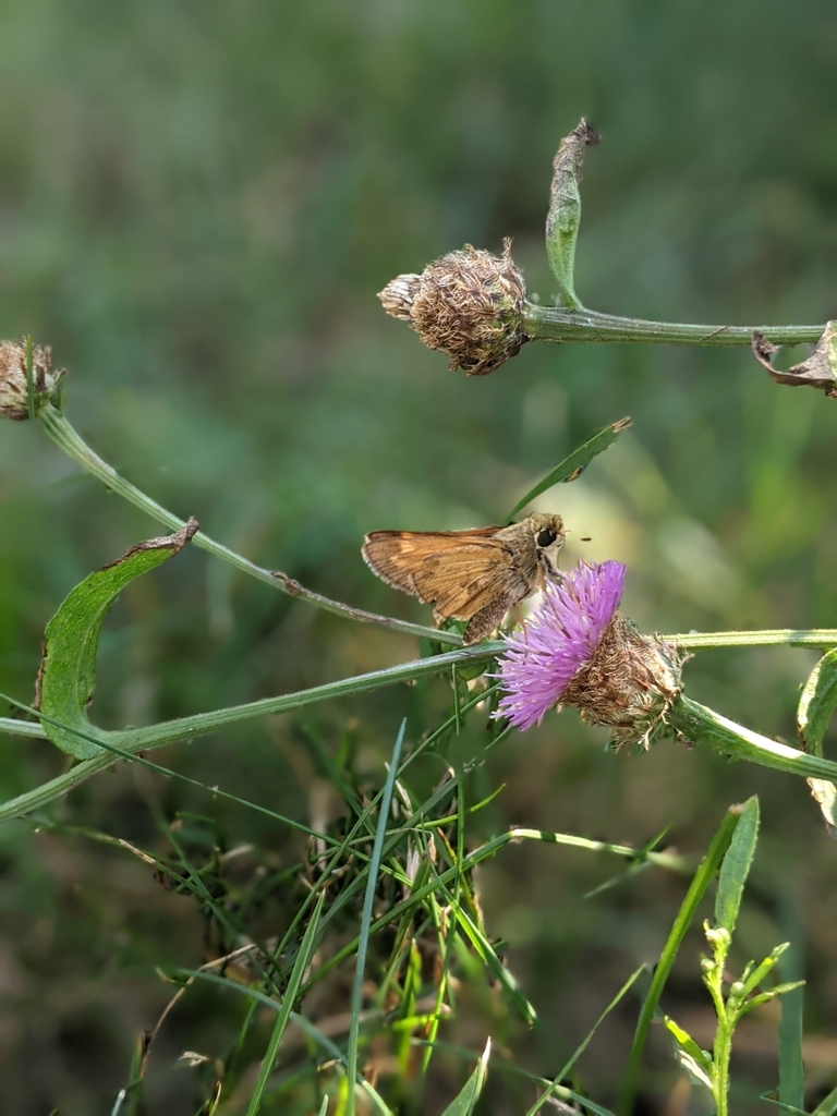 Huron Sachem from Beavertail State Park on September 6, 2021 at 03:10 ...