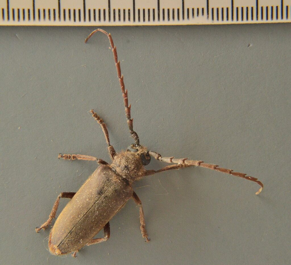 Longhorn Beetles in November 2023 by muncher · iNaturalist