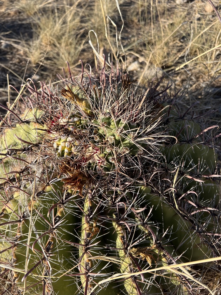 fishhook barrel cactus in October 2023 by CK Kelly · iNaturalist