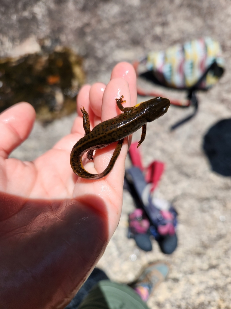 Eastern Newt in July 2023 by roxy_mulrooney. Whole pool of newts that ...