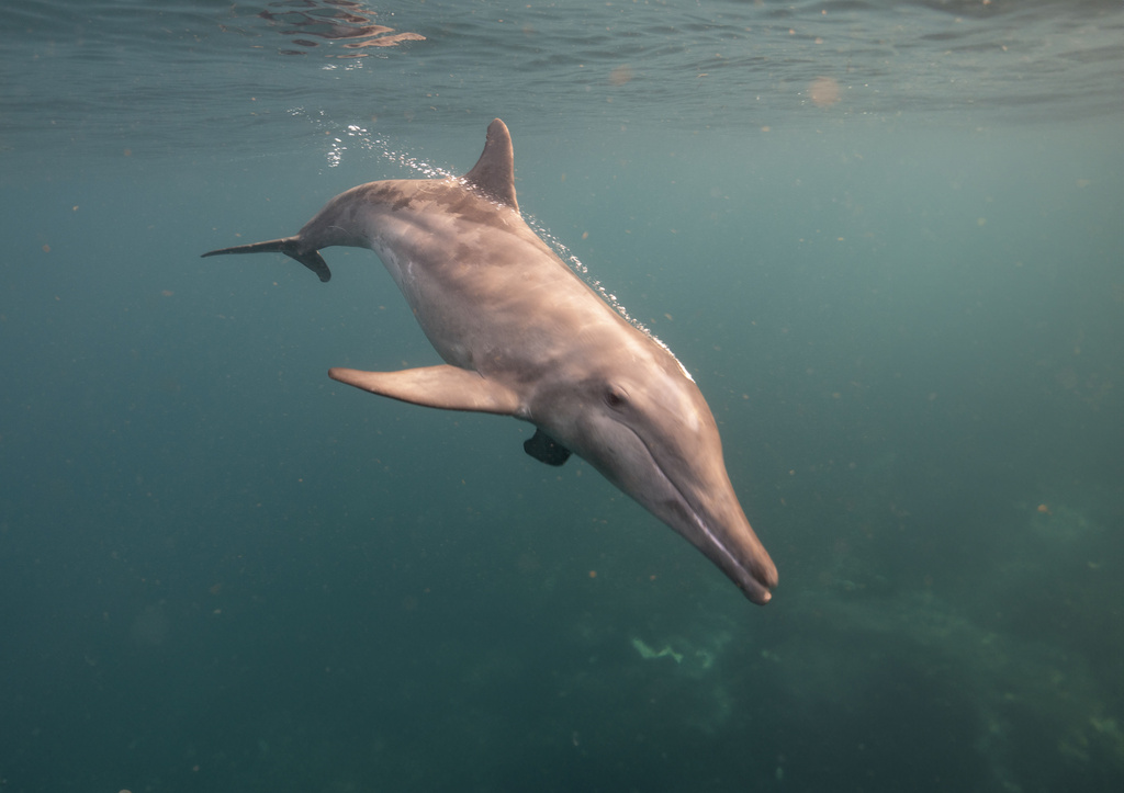 Rough-toothed Dolphin from Caribbean Sea, Bay Islands, HN on October 31 ...
