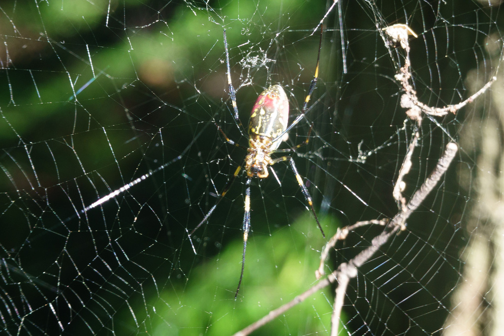 Joro Spider from Higashiyama Ward, Kyoto, Japan on November 1, 2023 at ...
