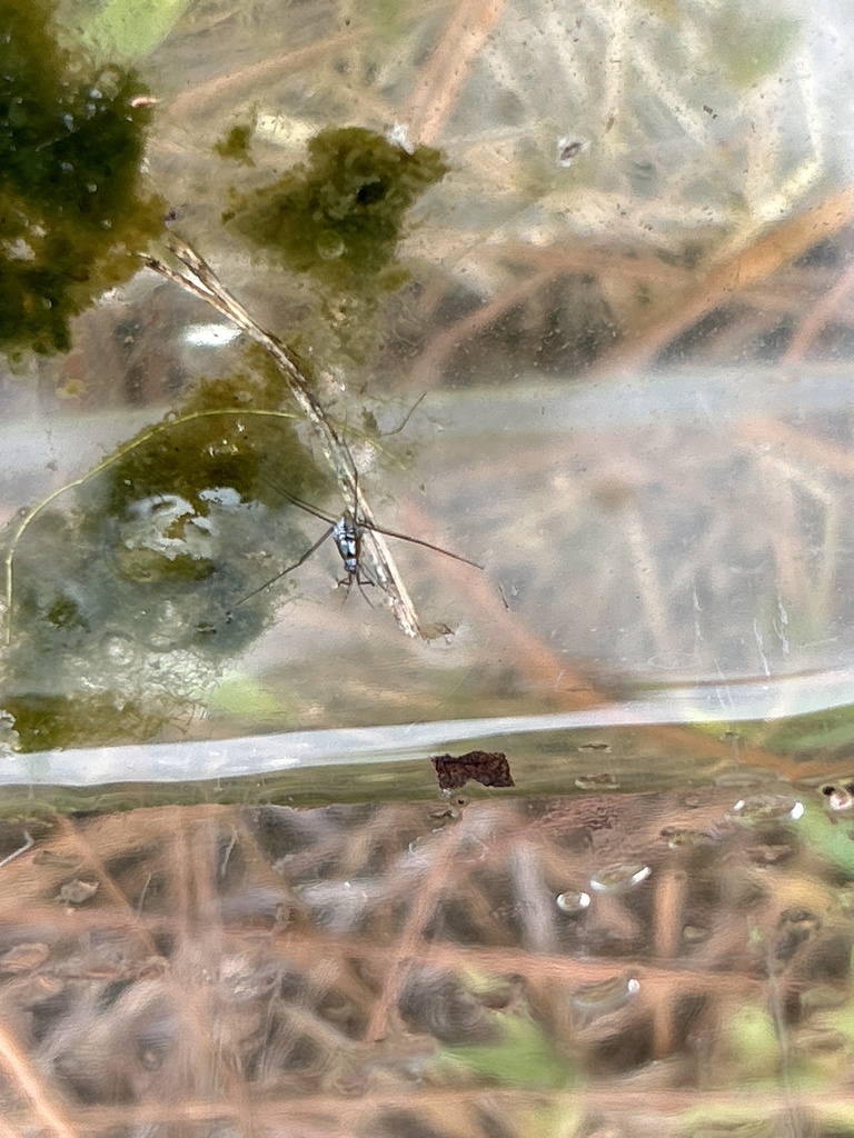 Neogerris hesione from Orlando, FL, US on November 1, 2023 at 10:02 AM ...