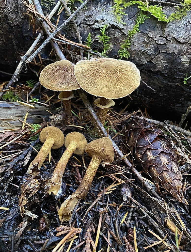 Cystoderma carcharias fallax from Olympic National Forest, Brinnon, WA ...