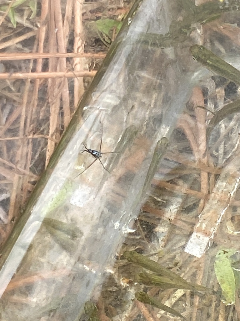 Neogerris hesione from Orlando, FL, US on November 1, 2023 at 10:01 AM ...