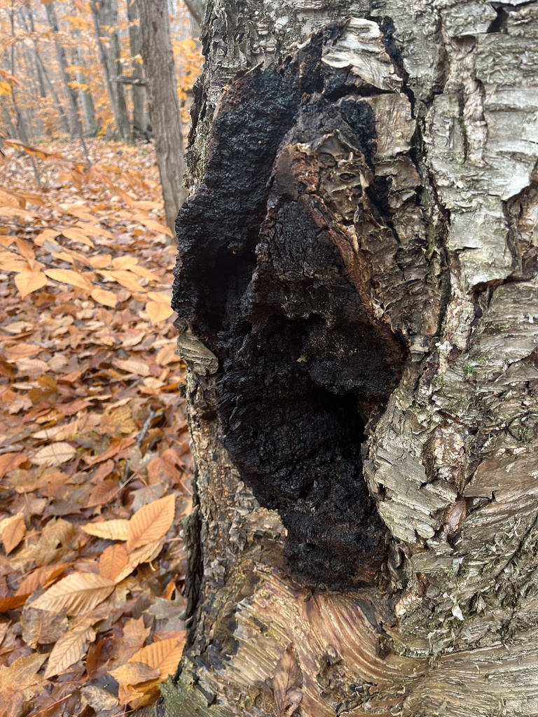 chaga from St. Joseph Island, Jocelyn, ON, CA on October 28, 2023 at 12 ...