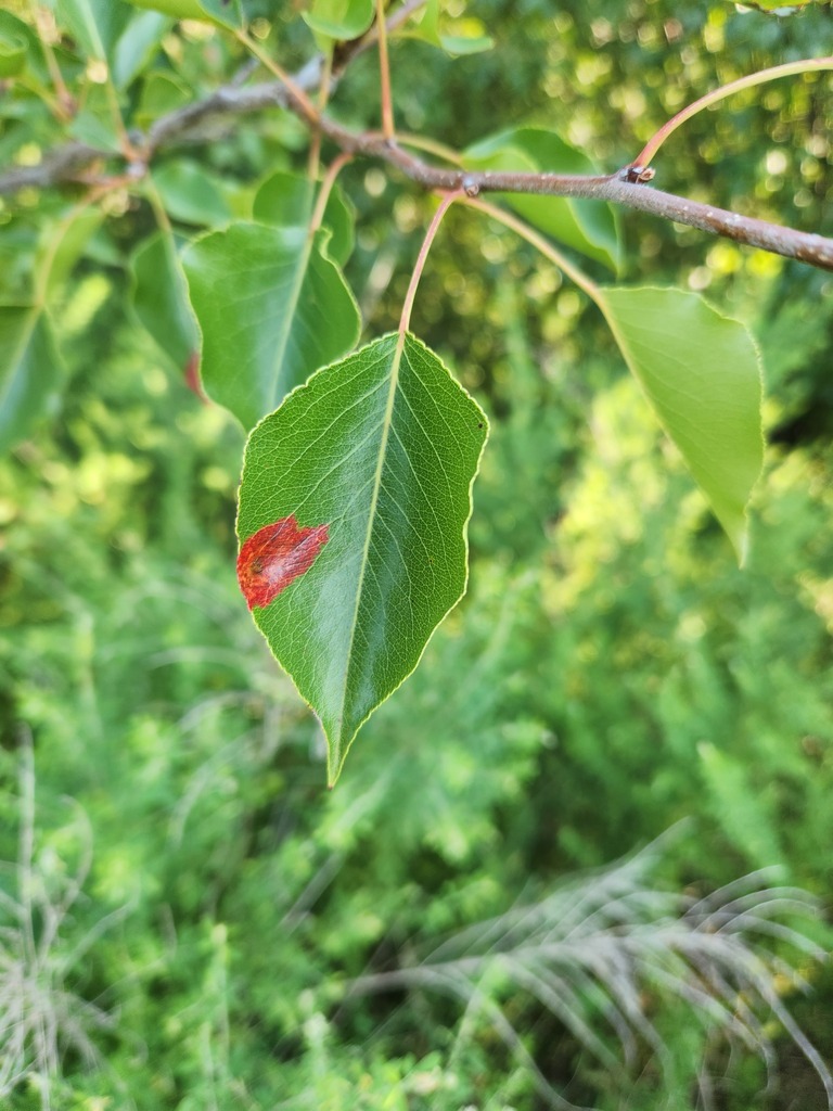 Pear Rust from Columbia, MD, USA on August 20, 2023 at 09:09 AM by ...