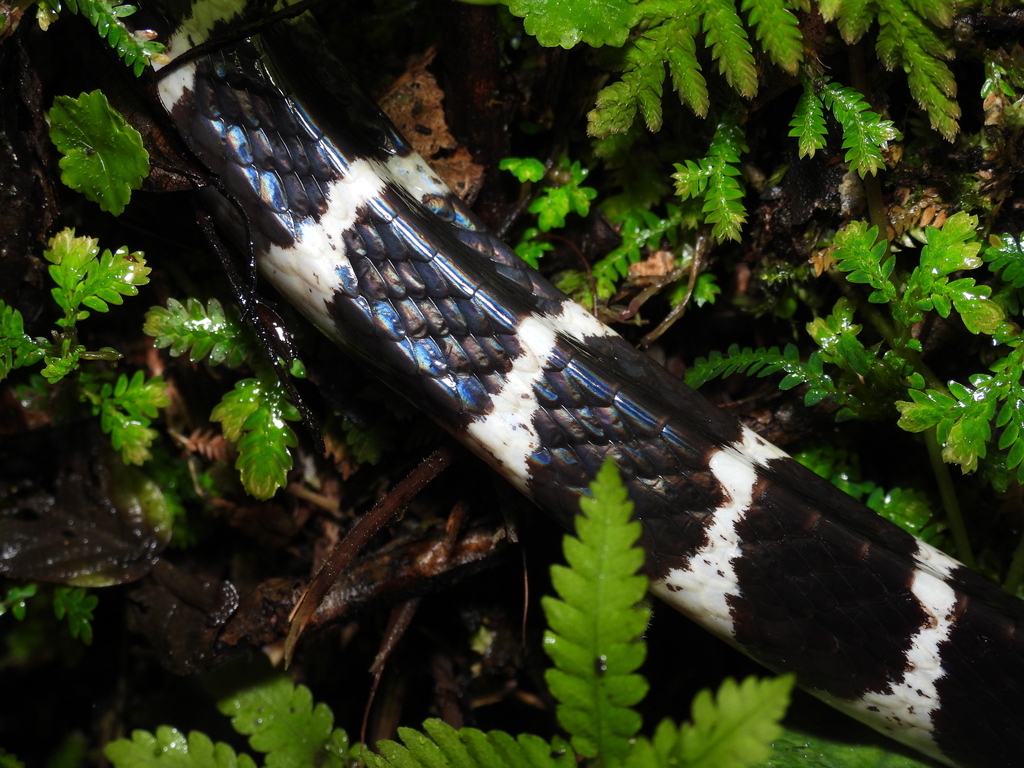 Bungarus multicinctus multicinctus from 974台灣花蓮縣壽豐鄉 on September 1 ...