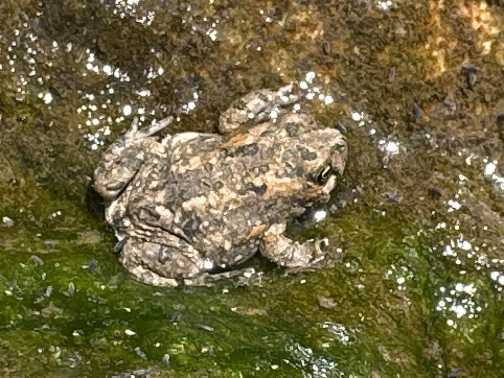 Paradise Toad from Namakwa, ZA-NC, ZA on November 1, 2023 at 02:28 PM ...