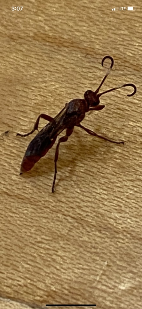 Winged and Once-winged Insects from Dickinson St, Silver Creek, NY, US ...