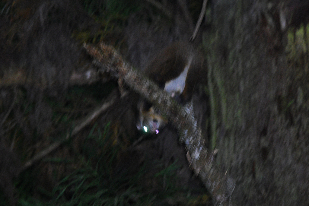 Japanese Giant Flying Squirrel from Takaomachi, Hachioji, Tokyo 193 ...