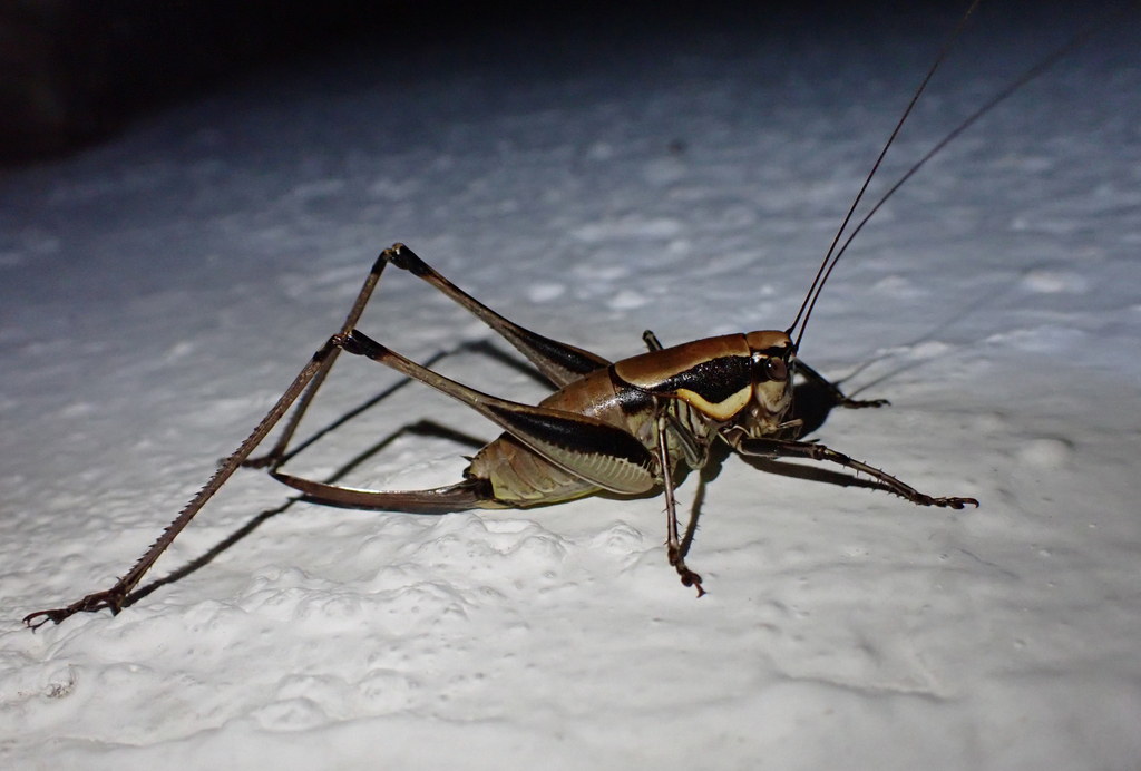 Greek Marbled Bush-cricket from Skopelos, Greece on August 10, 2023 at ...
