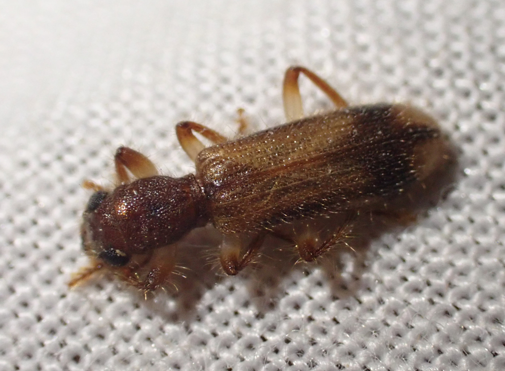 Opilo domesticus from Skopelos, Greece on August 10, 2023 at 09:39 PM ...
