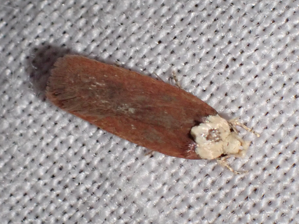 Purple Carrot-seed Moth from Skopelos, Greece on August 10, 2023 at 09: ...