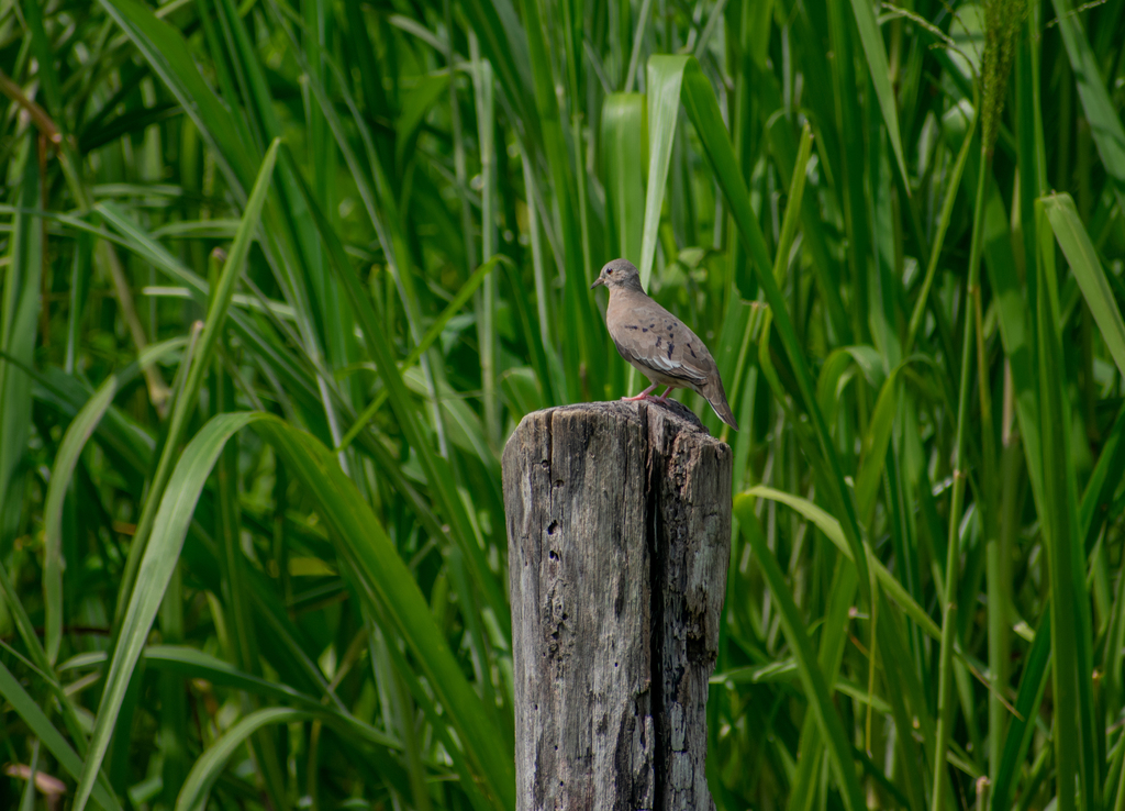 Plain-breasted Ground Dove from Escárcega, Camp., México on October 13 ...