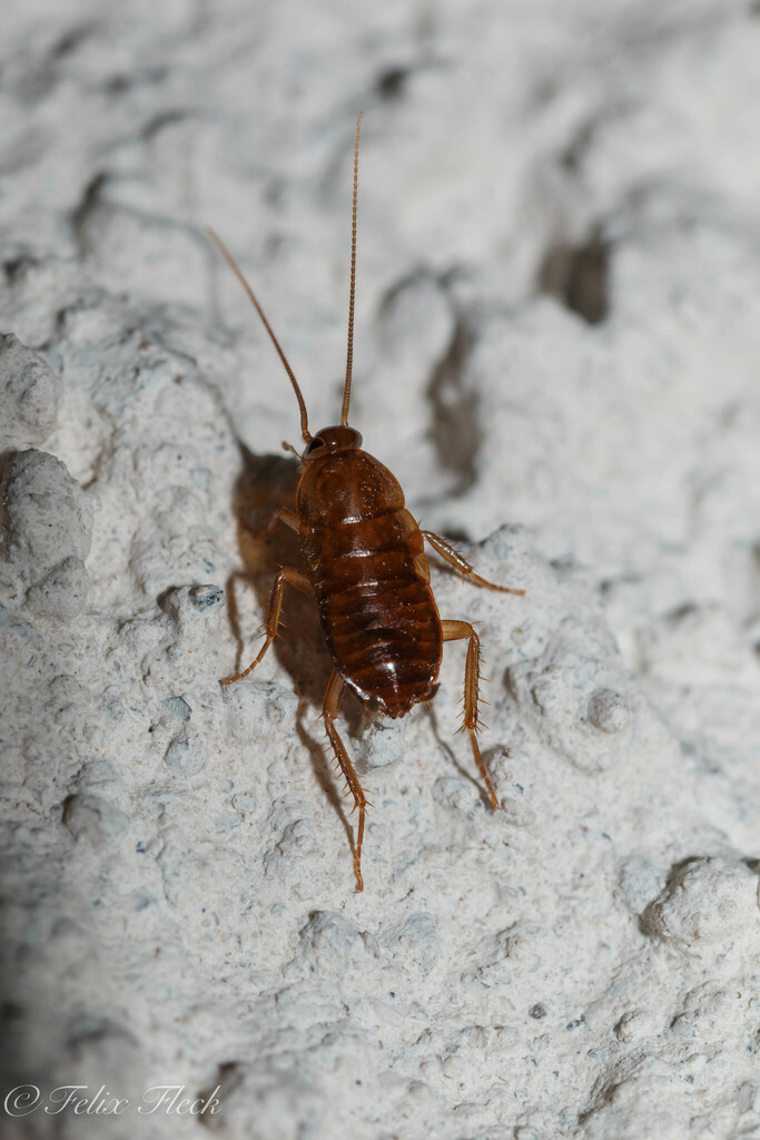 Household Cockroaches from Göreme, 50180 Göreme/Nevşehir Merkez ...