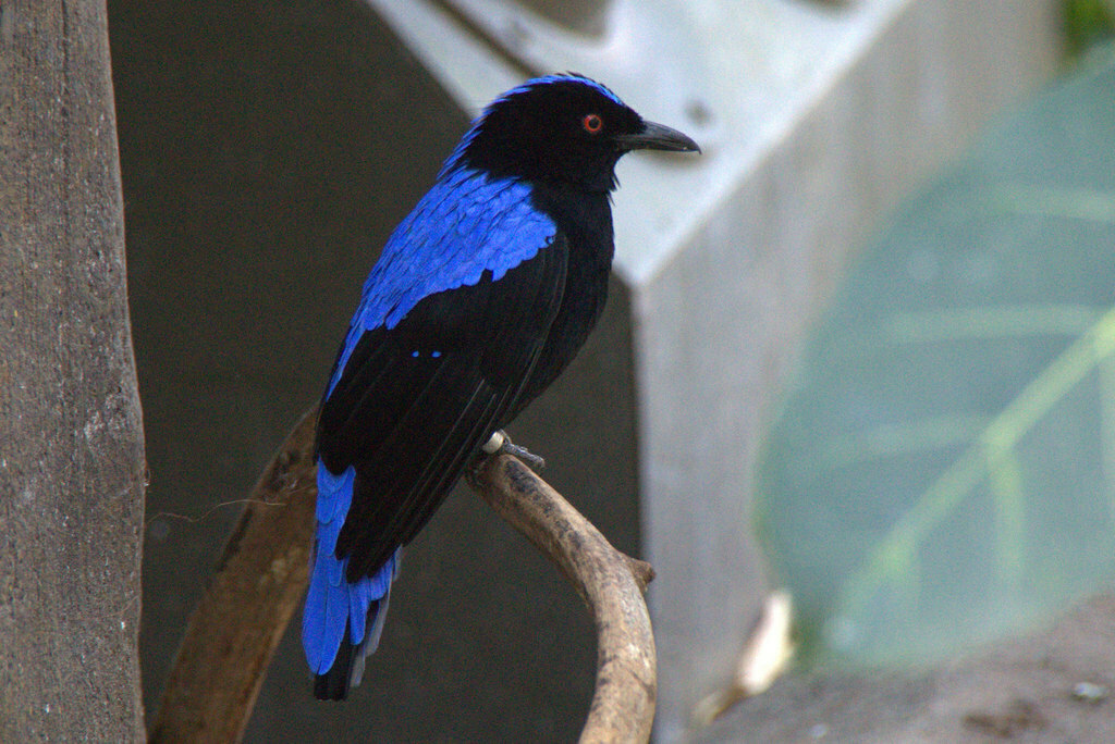 Asian Fairy-bluebird (Irena puella) - Avian Discovery