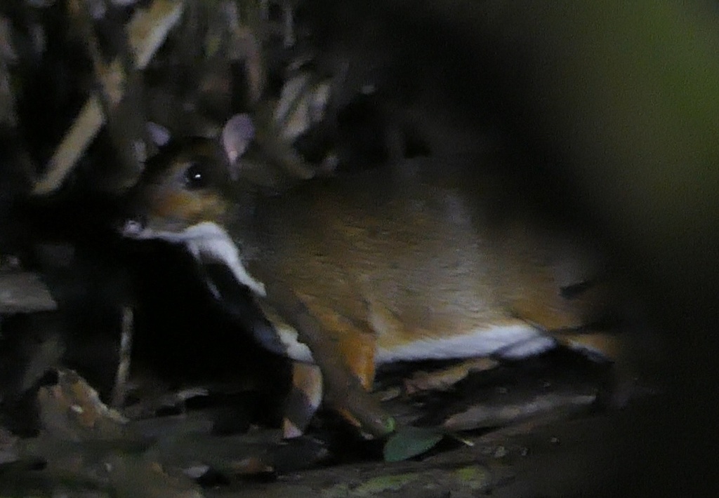 Javan Chevrotain (Tragulus javanicus) - Know Your Mammals
