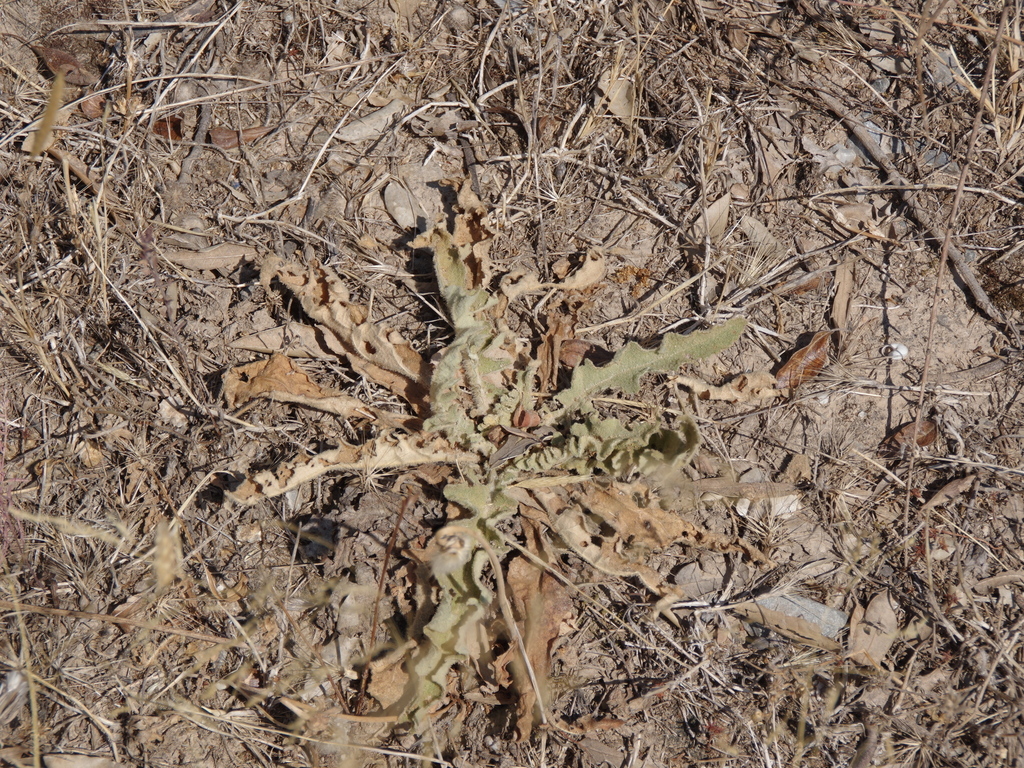 wavyleaf mullein from Nuxis, Sud Sardegna, Italia on August 26, 2023 at ...
