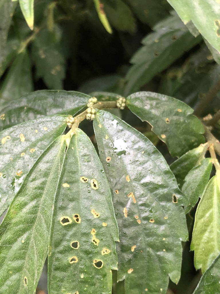 Large lineolate Elatostema from 臺灣島, 泰武鄉, PIF, TW on October 30, 2023 ...