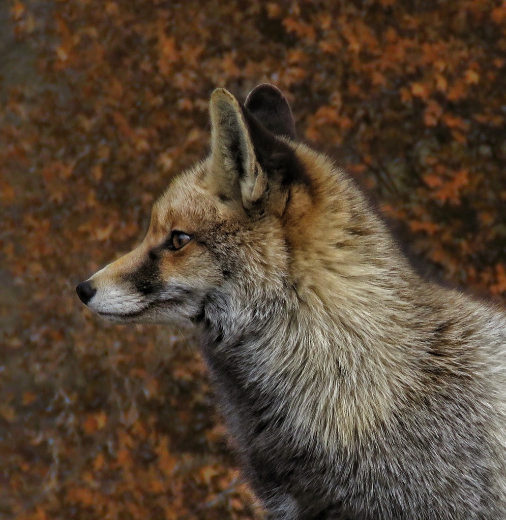 Turkmenian Red Fox (Vulpes vulpes flavescens) - Know Your Mammals