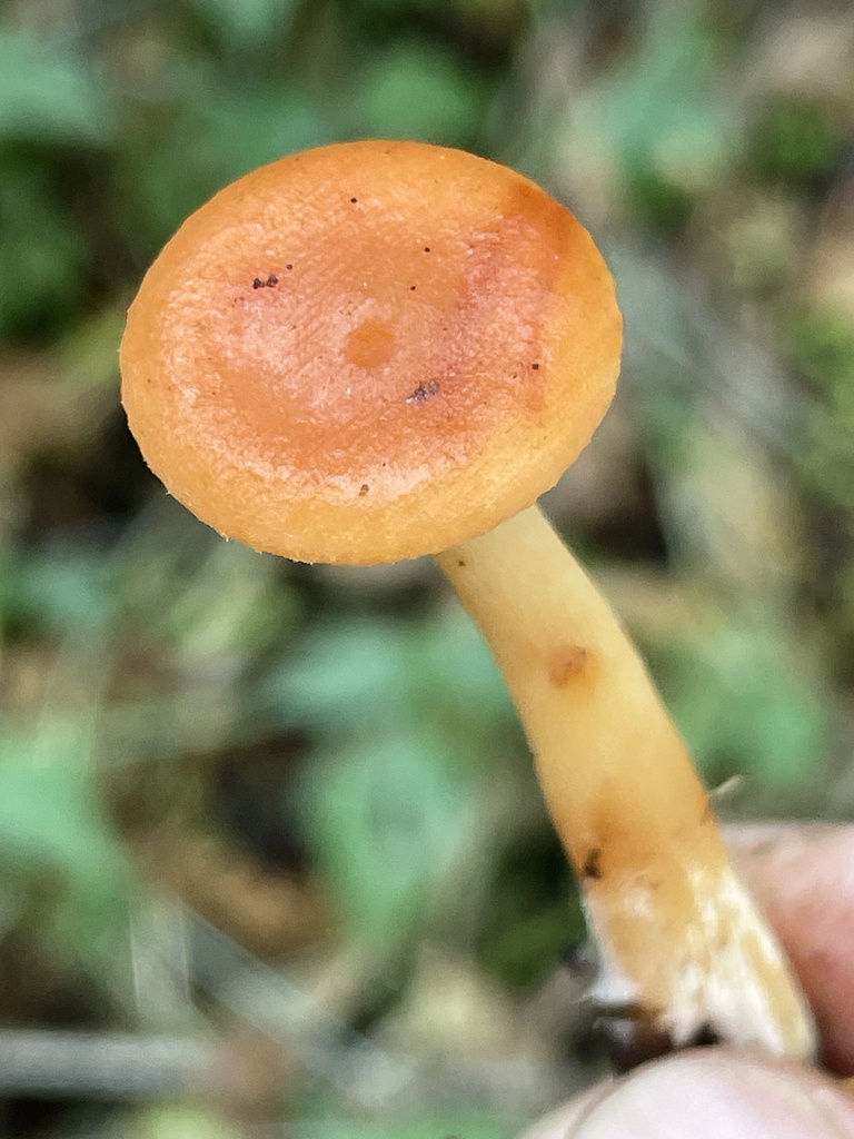 Paralepista gilva from 188th Ave SE, Auburn, WA, US on October 31, 2023 ...